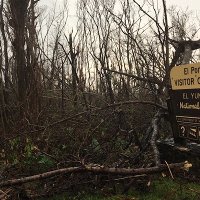 Planting the seeds of recovery in Puerto Rico through reforestation ...