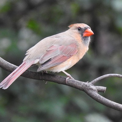 The latest in New York bird law. Yes, that’s a thing. - City & State ...