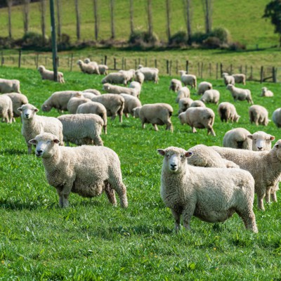 The state Legislature wants New Yorkers to celebrate onions, sheep and ...