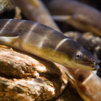A Trump win could complicate conservation efforts for the American eel ...